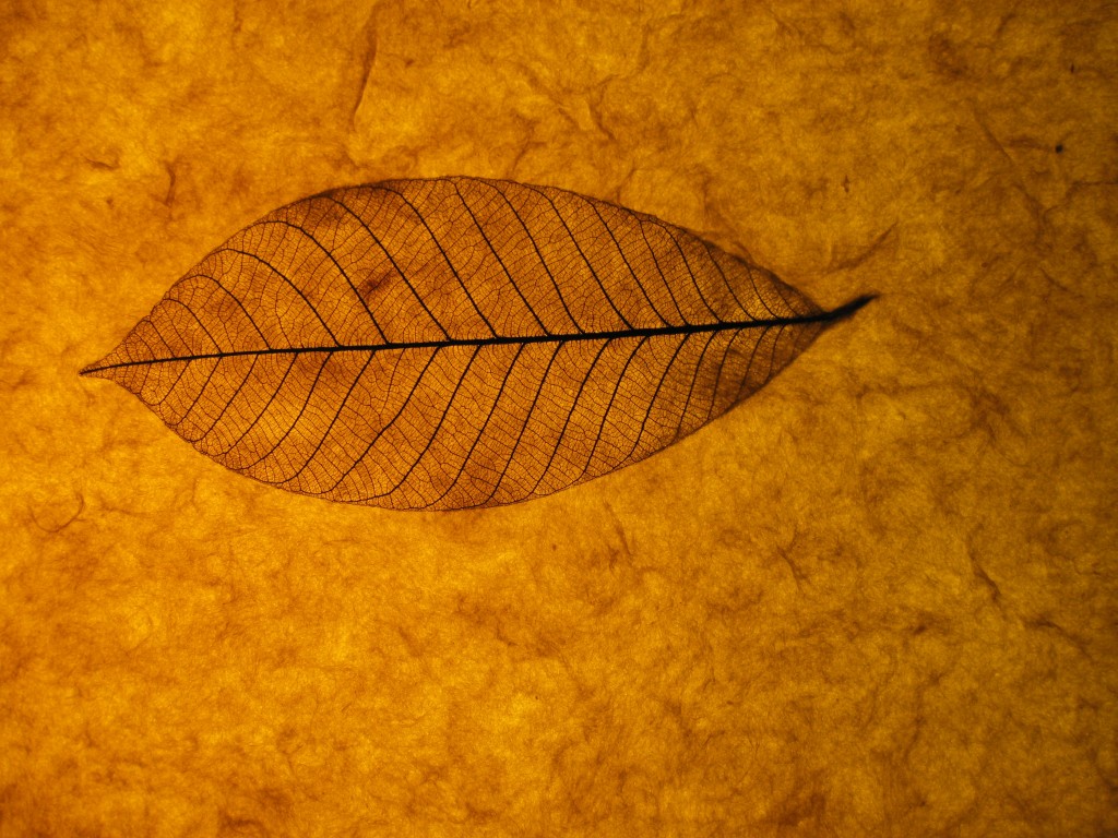 course paper lamp grunge leaf - Grunge Texture For Me Grunge Texture For Me