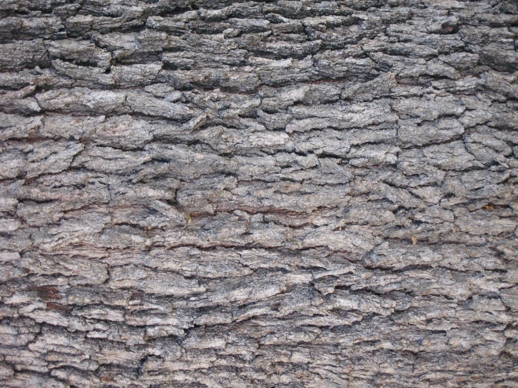 Tree Bark Wood - Grunge Texture For Me Grunge Texture For Me